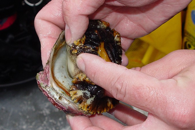Pinto Abalone Could be Considered Endangered | Scubaverse