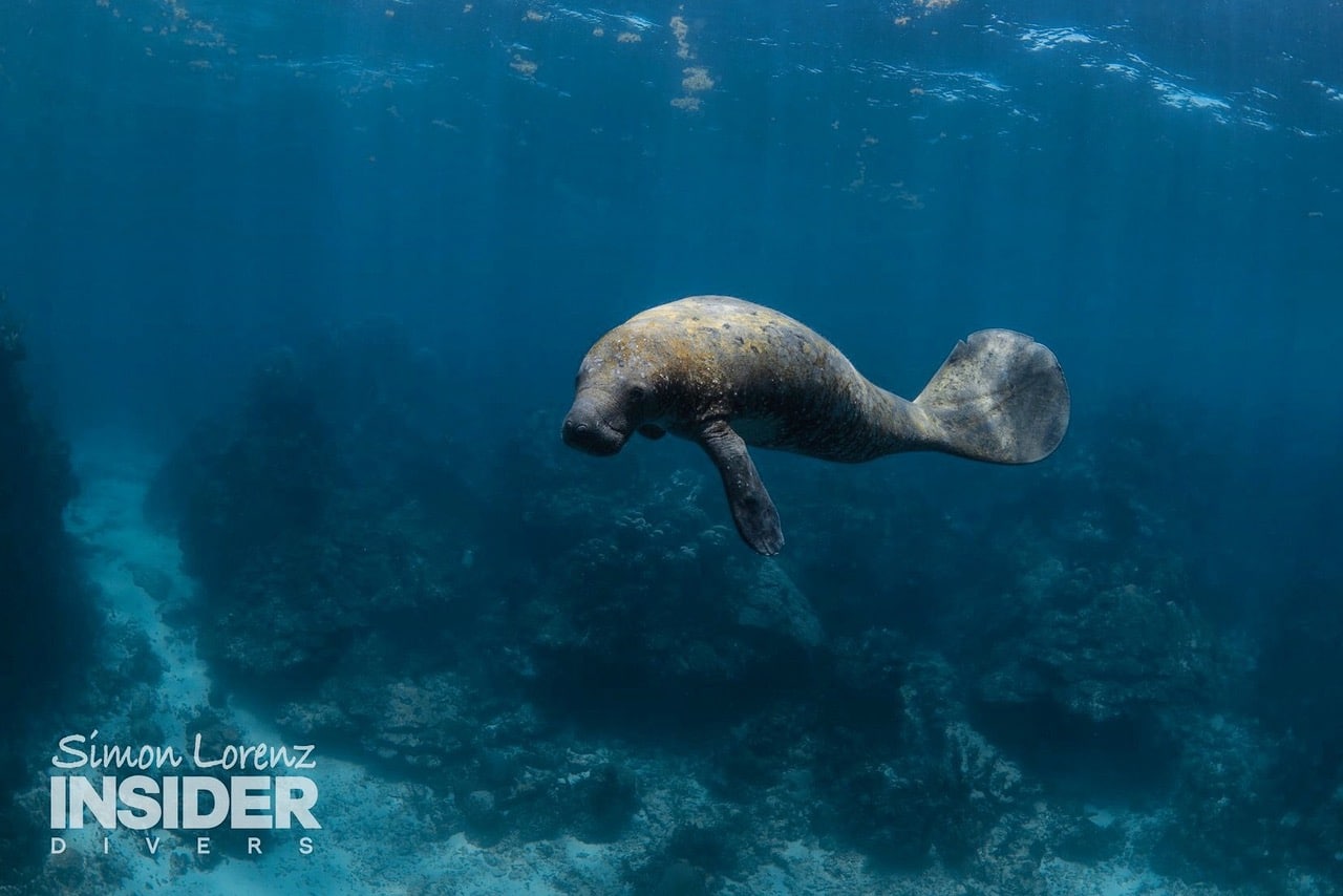 Diving and swimming with real mermaids at the XTC Dive Center in ...