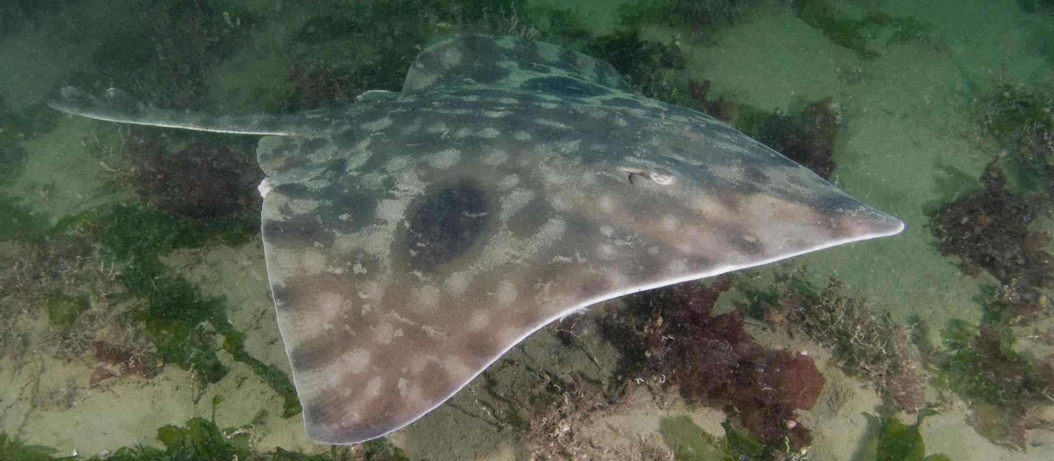 Creature Feature: Big Skate | Scubaverse