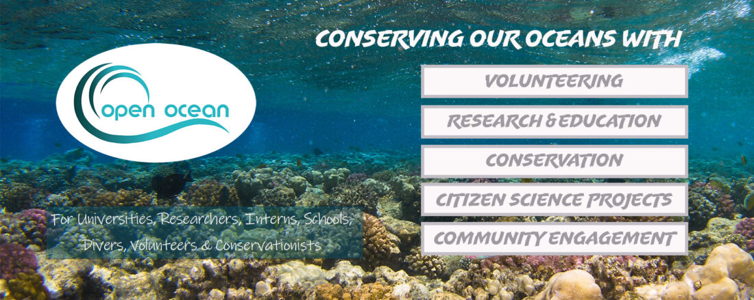 Red Sea Volunteering with Open Ocean: Dive In Before the Tide Turns ...