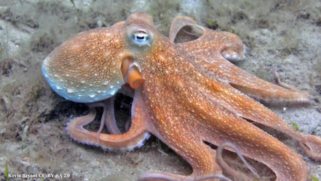 The Octopus – mysterious, intelligent and a survivor in a changing ...